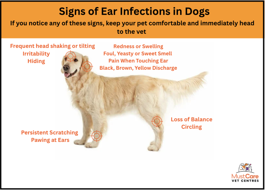 Dog Ear Infections: Symptoms, Causes & When to See a Vet | MustCare Vet ...