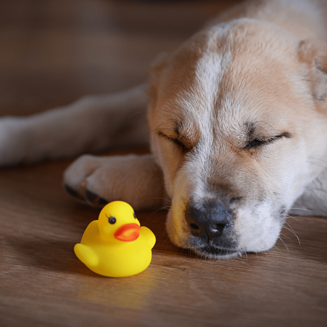 Gentle Grooming & Bathing Tips for Pets with Sensitive Skin | MustCare ...